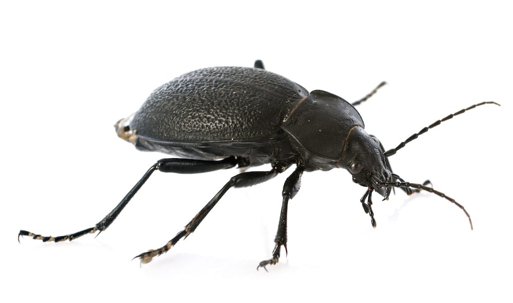 Pest Control Solutions - Summit® Responsible Solutions