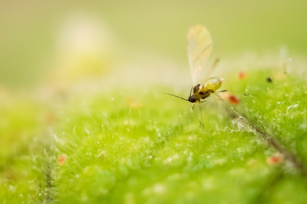 Fungus Gnats — What are they? - Summit® Responsible Solutions