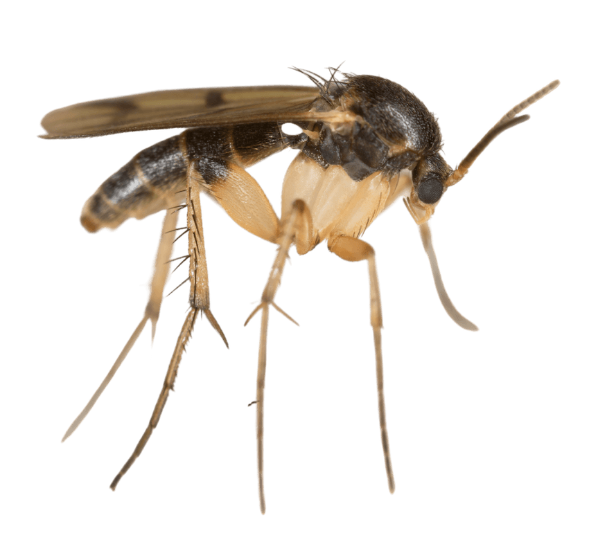 Fungus Gnats — What are they? - Summit® Responsible Solutions