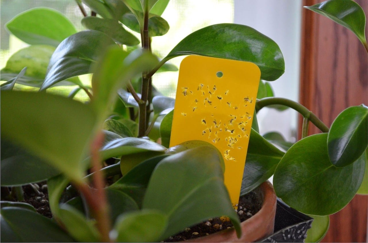 Summit Introduces Sticky Traps for Houseplants - Summit® Responsible ...