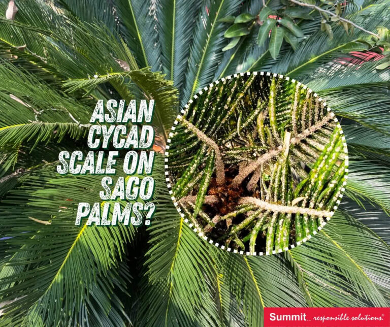 Asian Cycad Scale on Sago Palms - Summit® Responsible Solutions